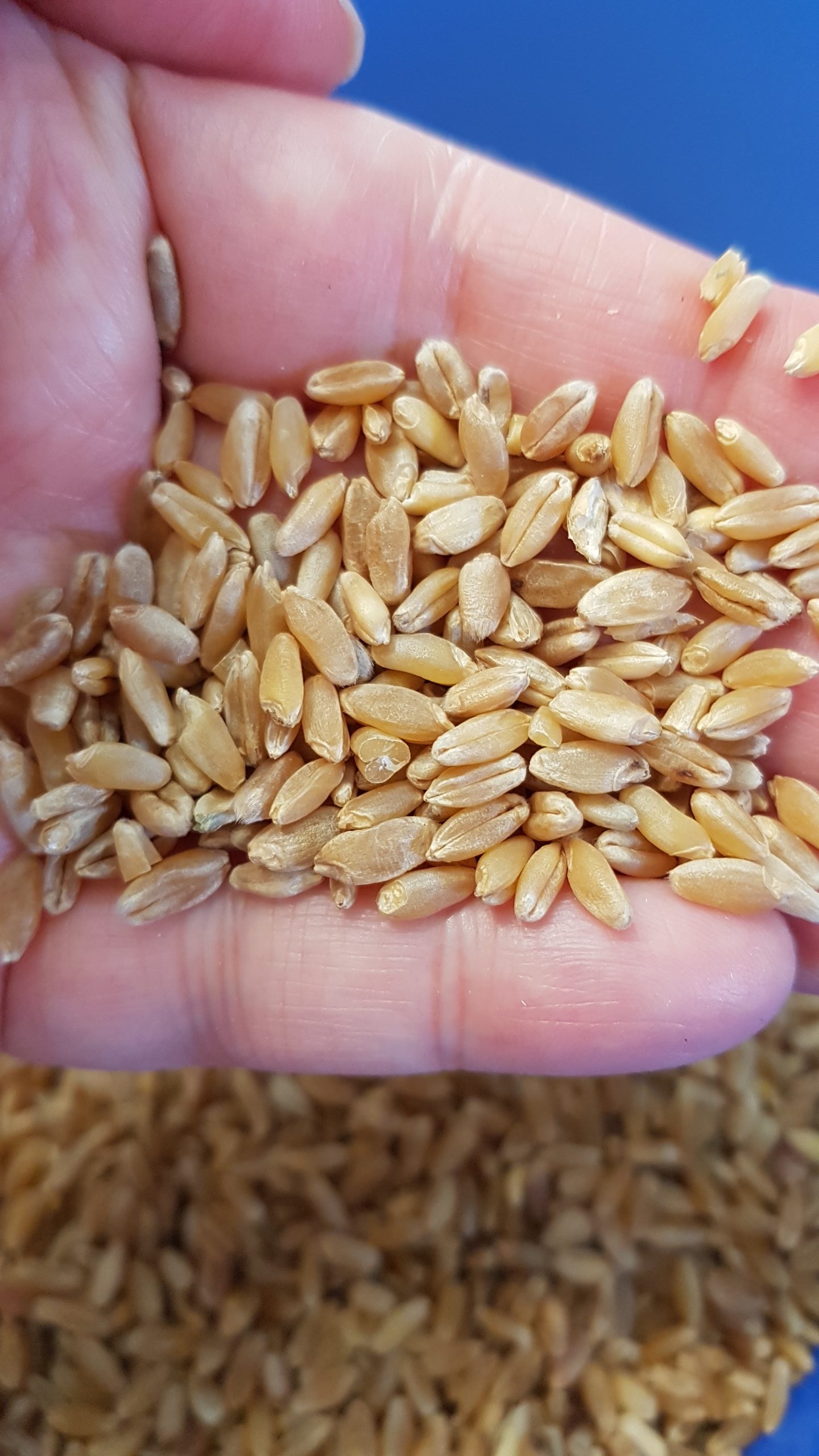 Besatzmaschine – Kunkel Systems